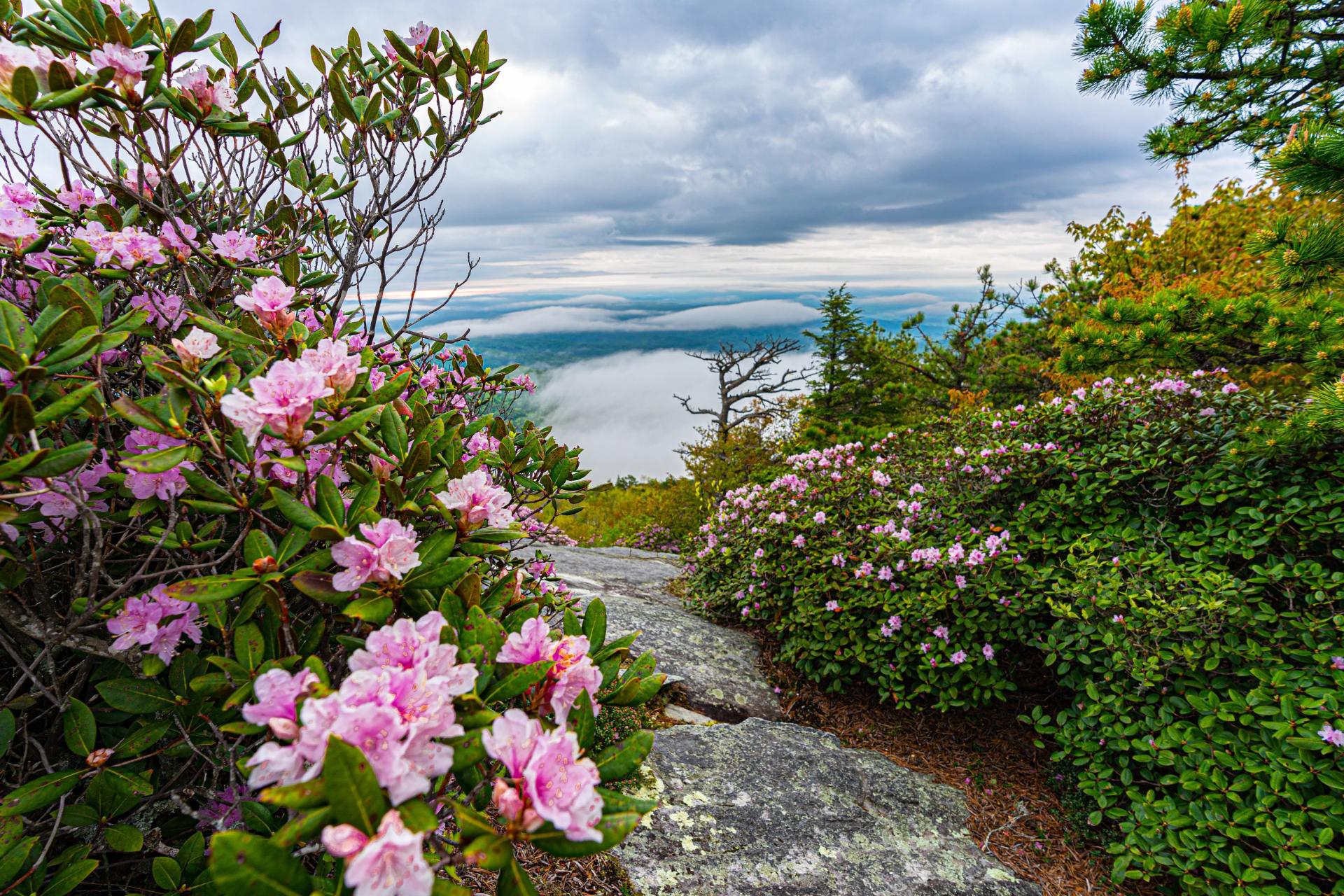 Spring Festivals - Things to Do This Spring in NC | VisitNC.com