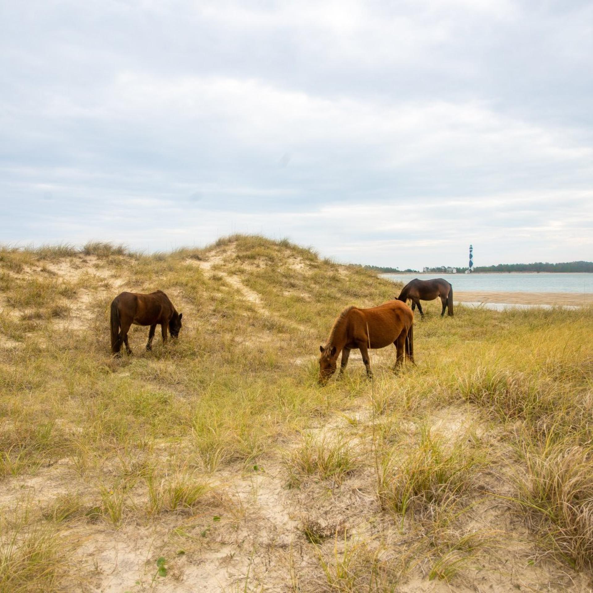 Wild horses of Shackleford Banks | NC’s Crystal Coast