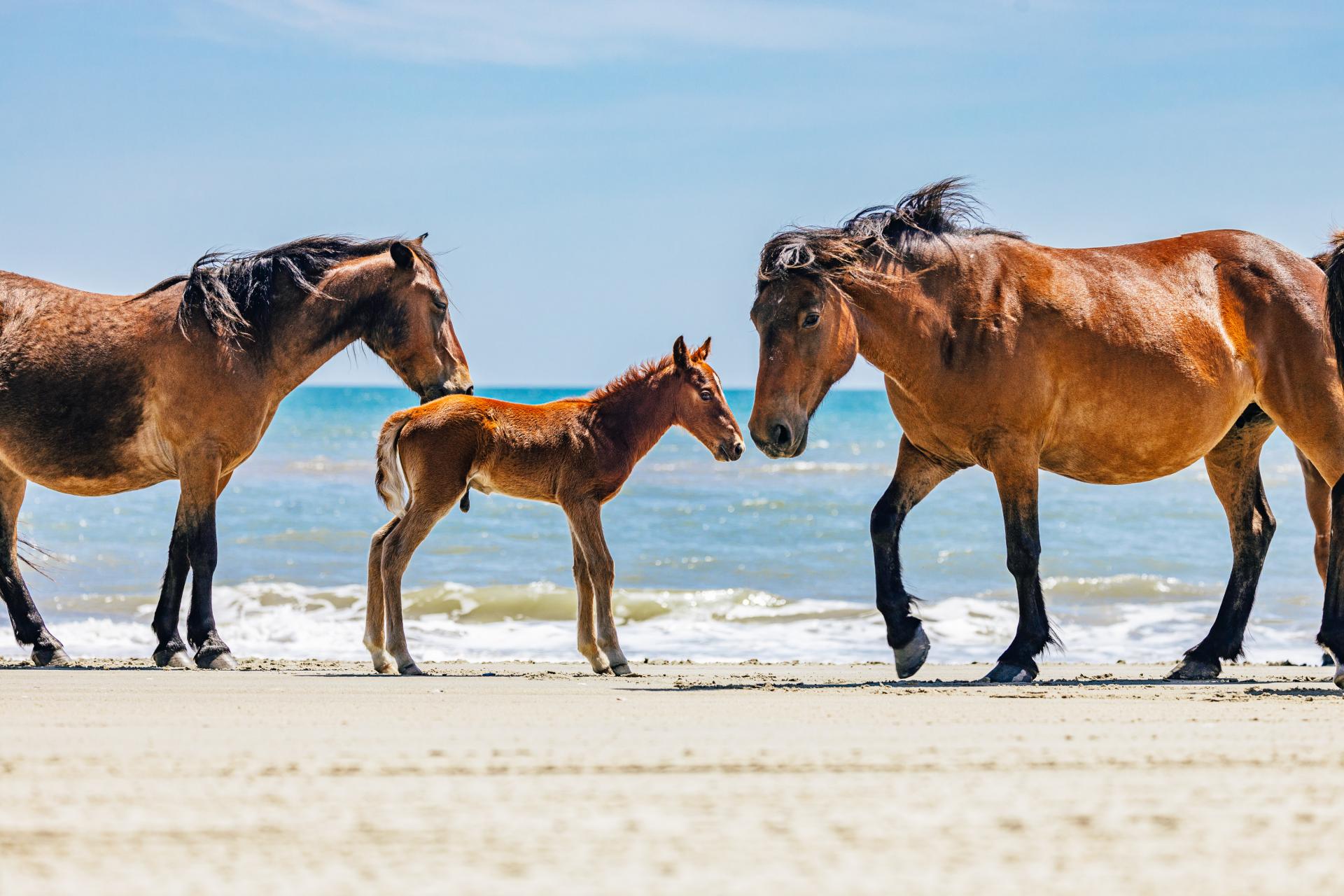 Wild Horses of Corolla | Currituck Outer Banks, NC