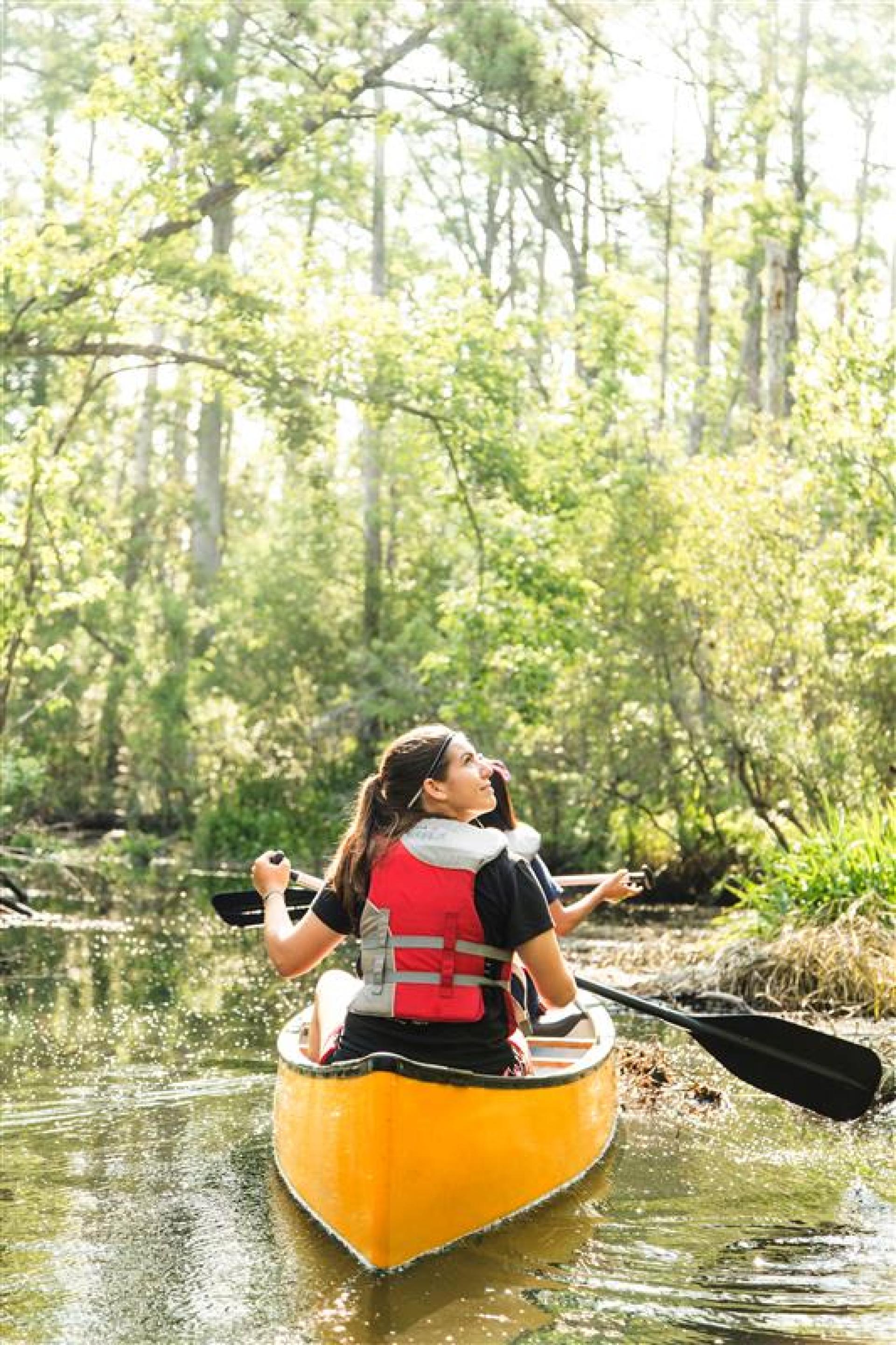 Alligator River National Wildlife Refuge | Red wolves