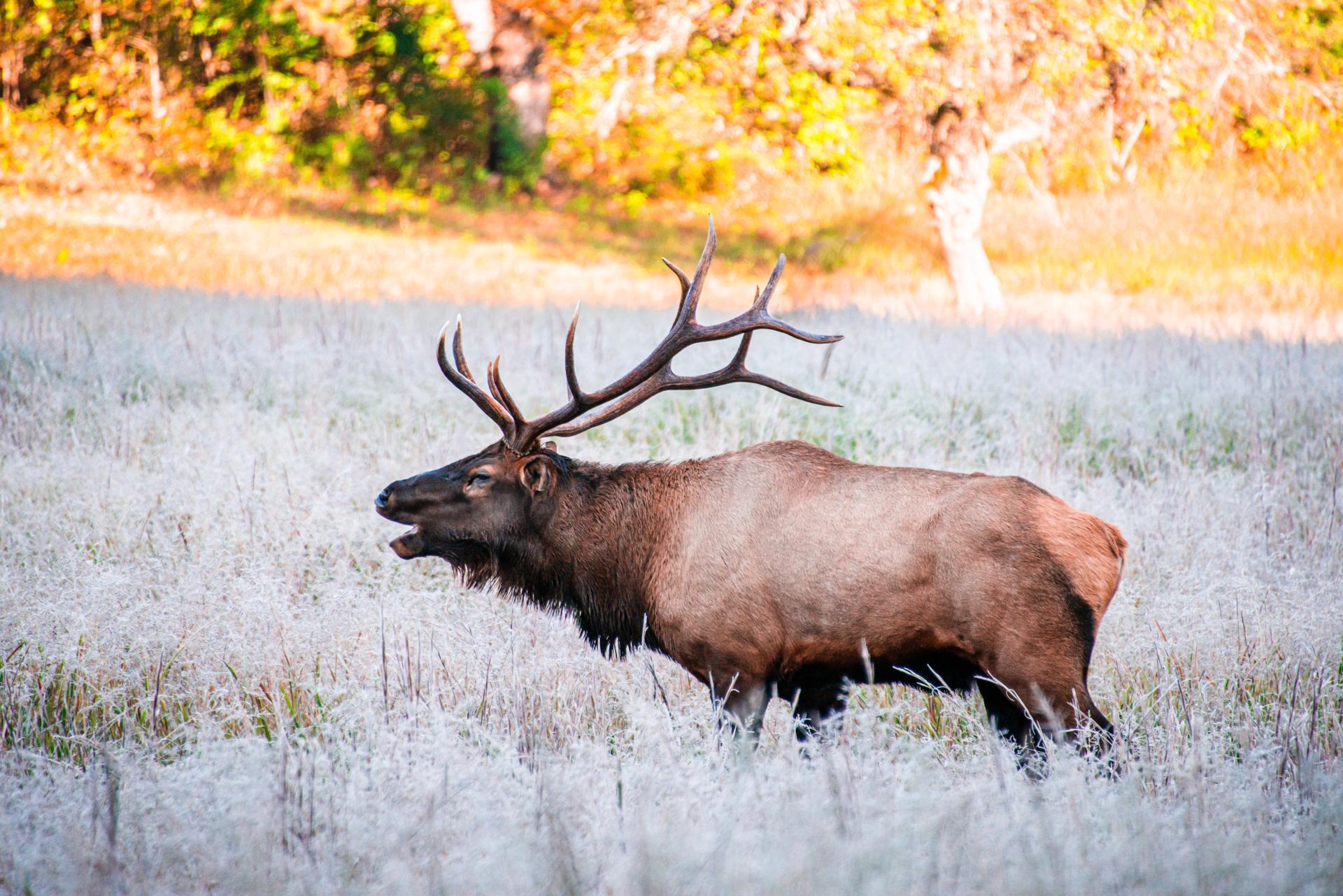 Cataloochee Valley Elk Viewing & Hiking NC