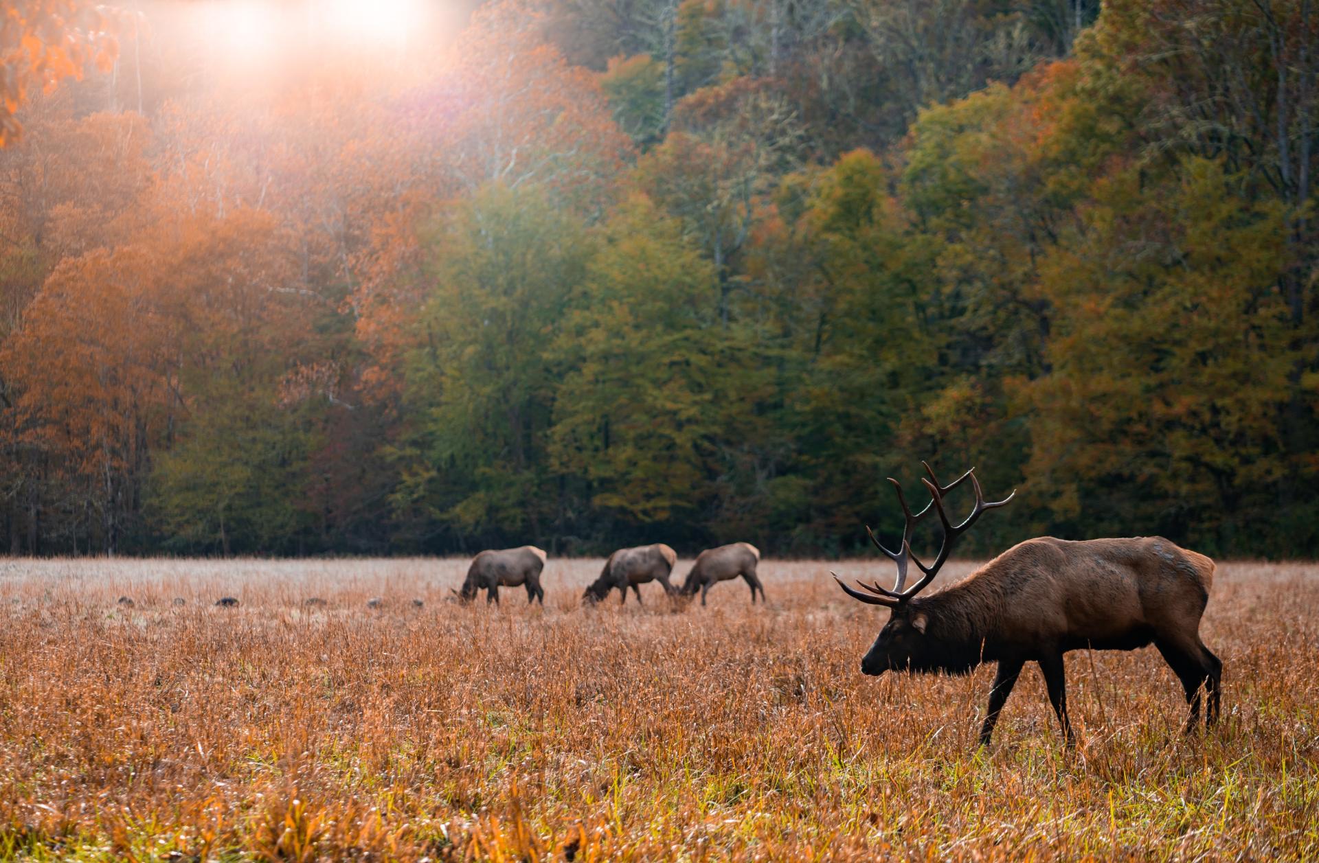 Cataloochee Valley Elk Viewing & Hiking NC