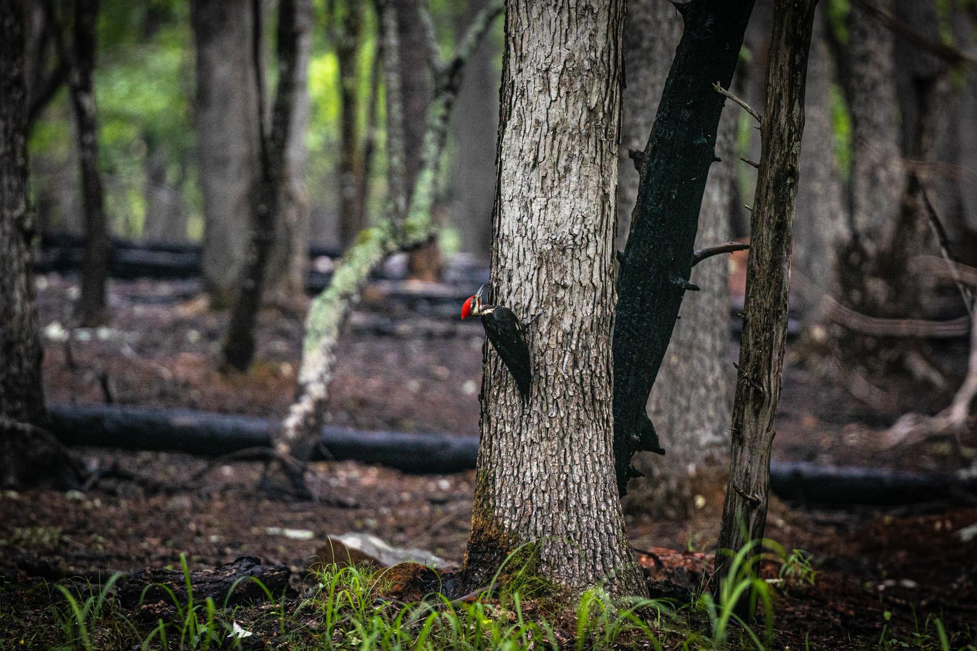 Uwharrie National Forest | Visit North Carolina