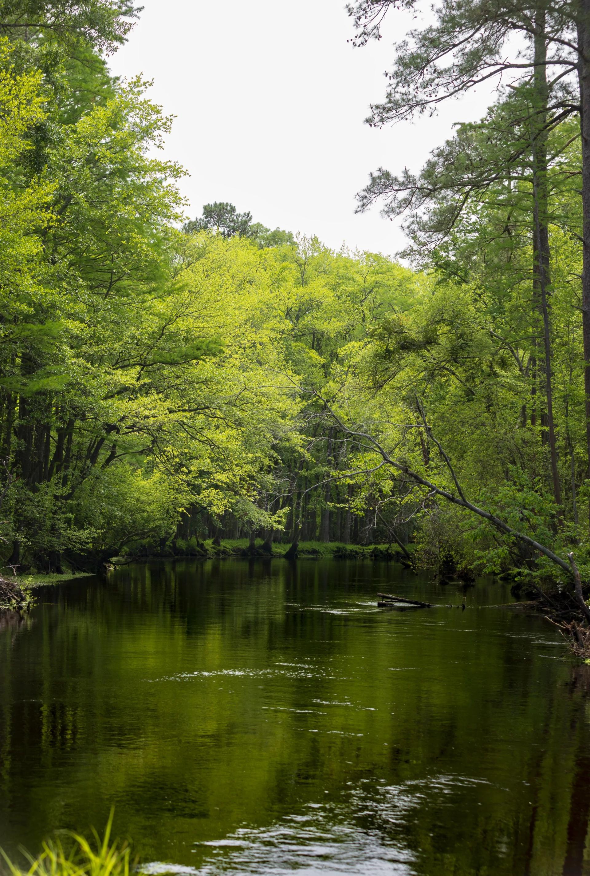 Lumber River State Park | Blackwater paddling & trails