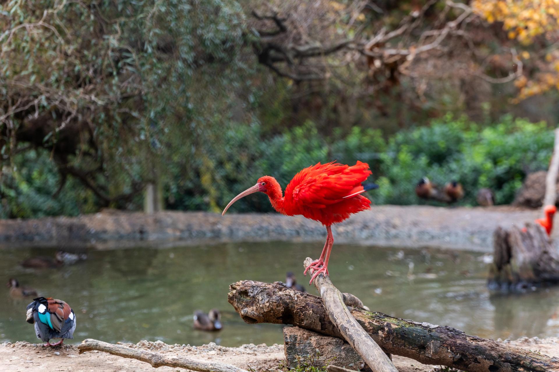 Sylvan Heights Bird Park | Rare Birds & Family Fun in NC