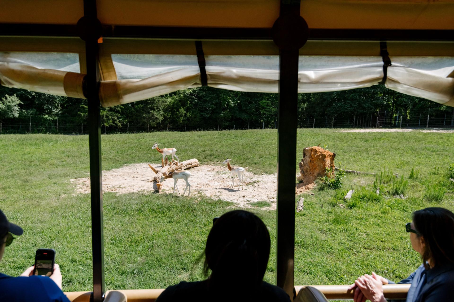 NC Zoo in Asheboro | World’s largest natural habitat zoo