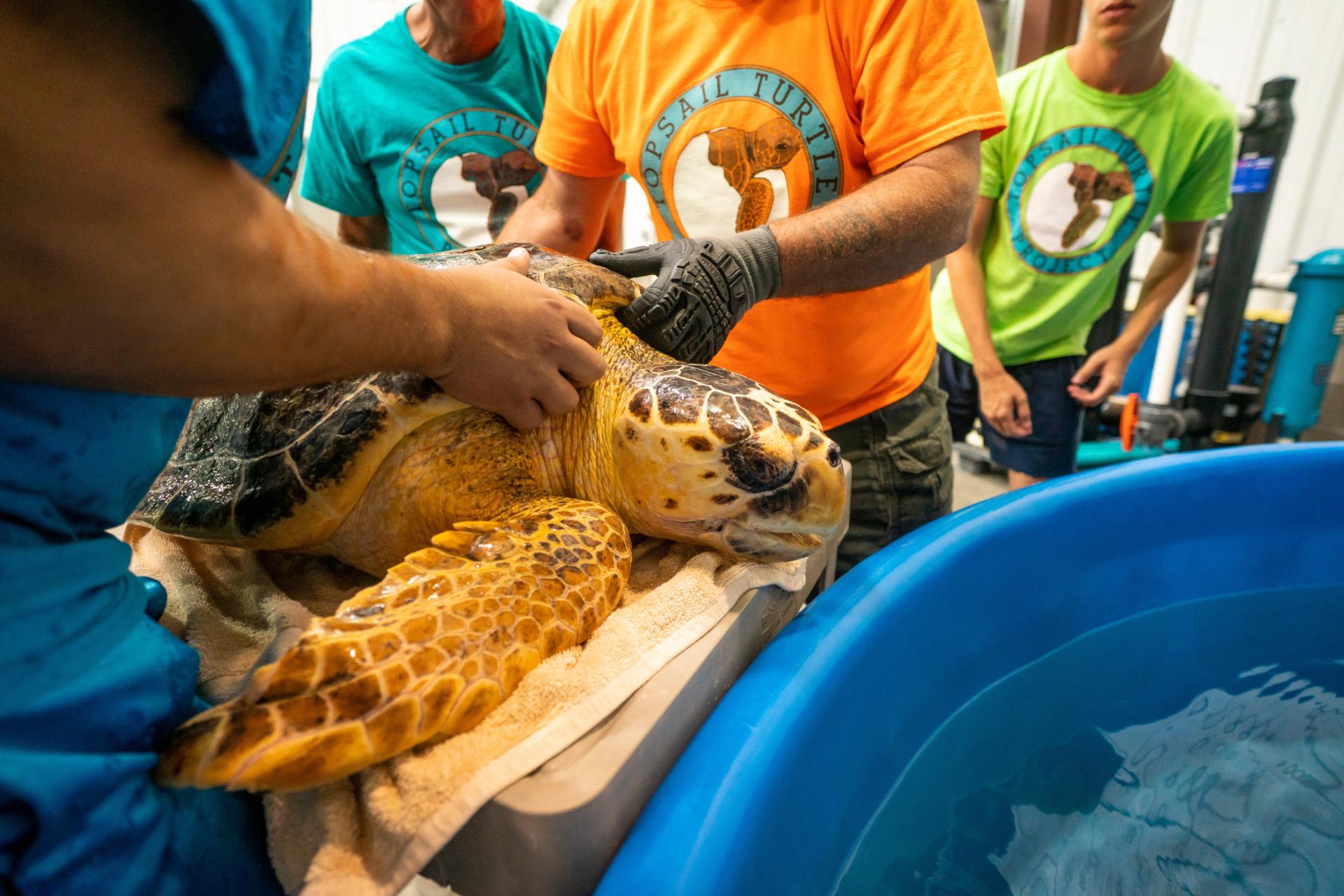 Karen Beasley Sea Turtle Rescue & Rehabiliation Center | Visit North ...