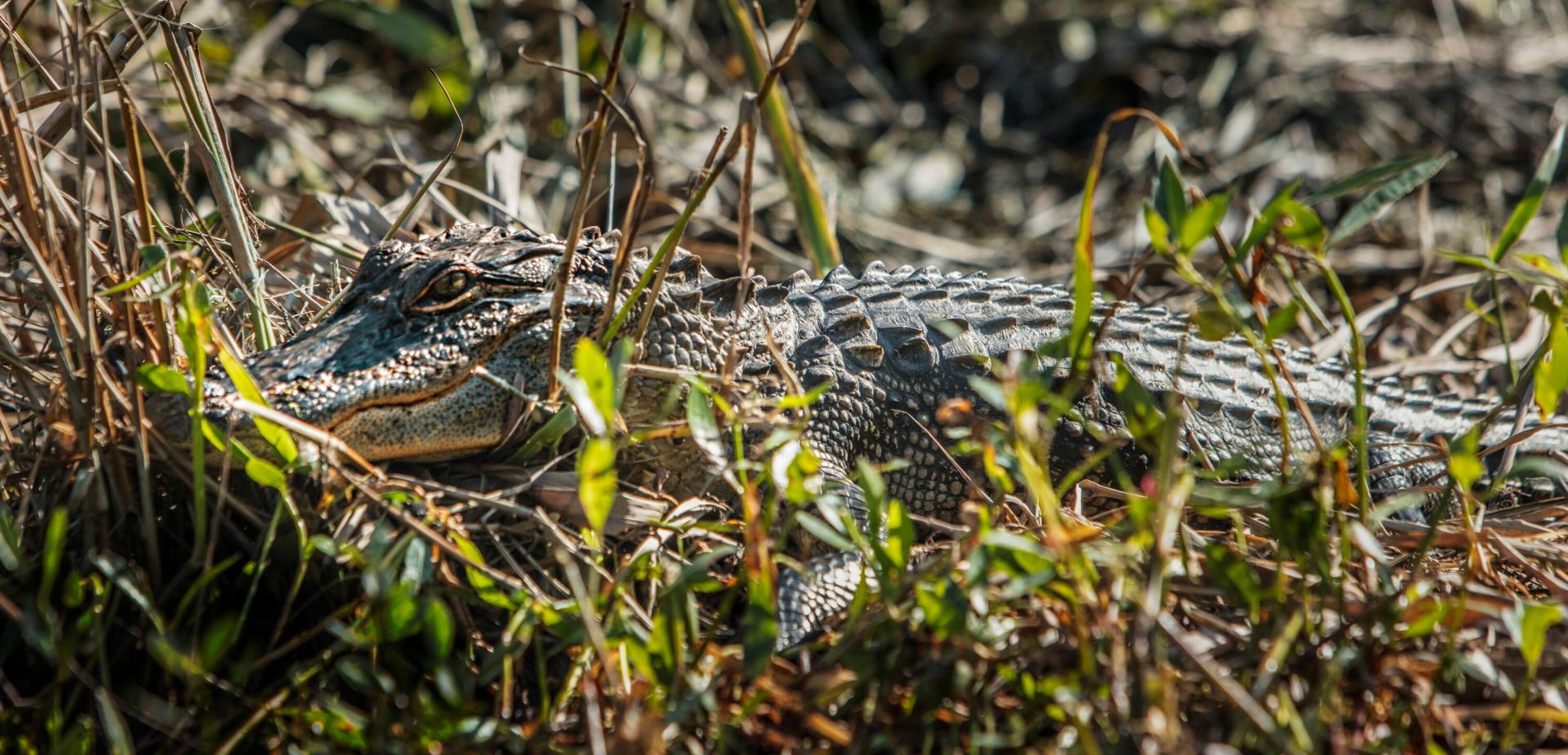 Animal encounters in North Carolina | Zoos & safaris