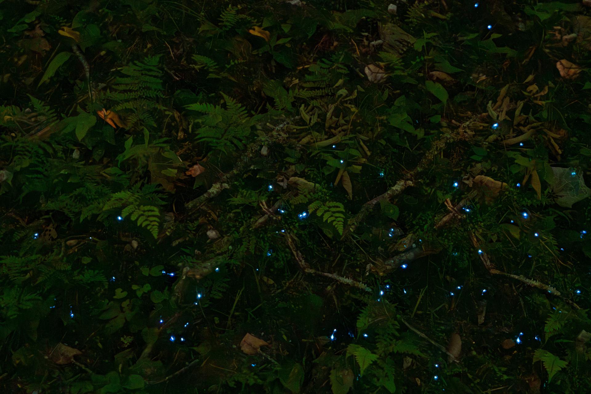 Dark-sky adventures in North Carolina | Dark sky parks