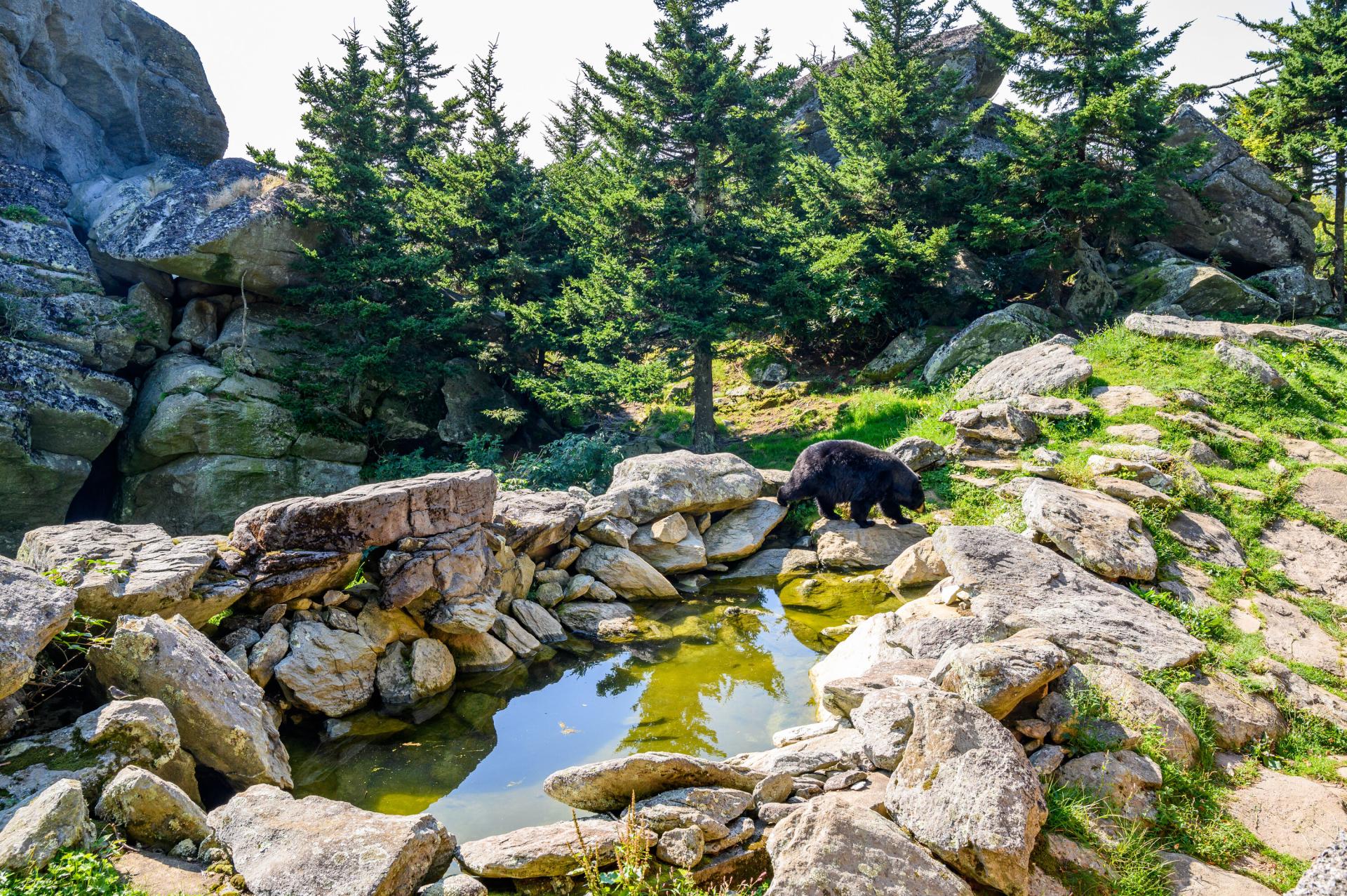 Visit Grandfather Mountain in NC | Mile-High Swinging Bridge