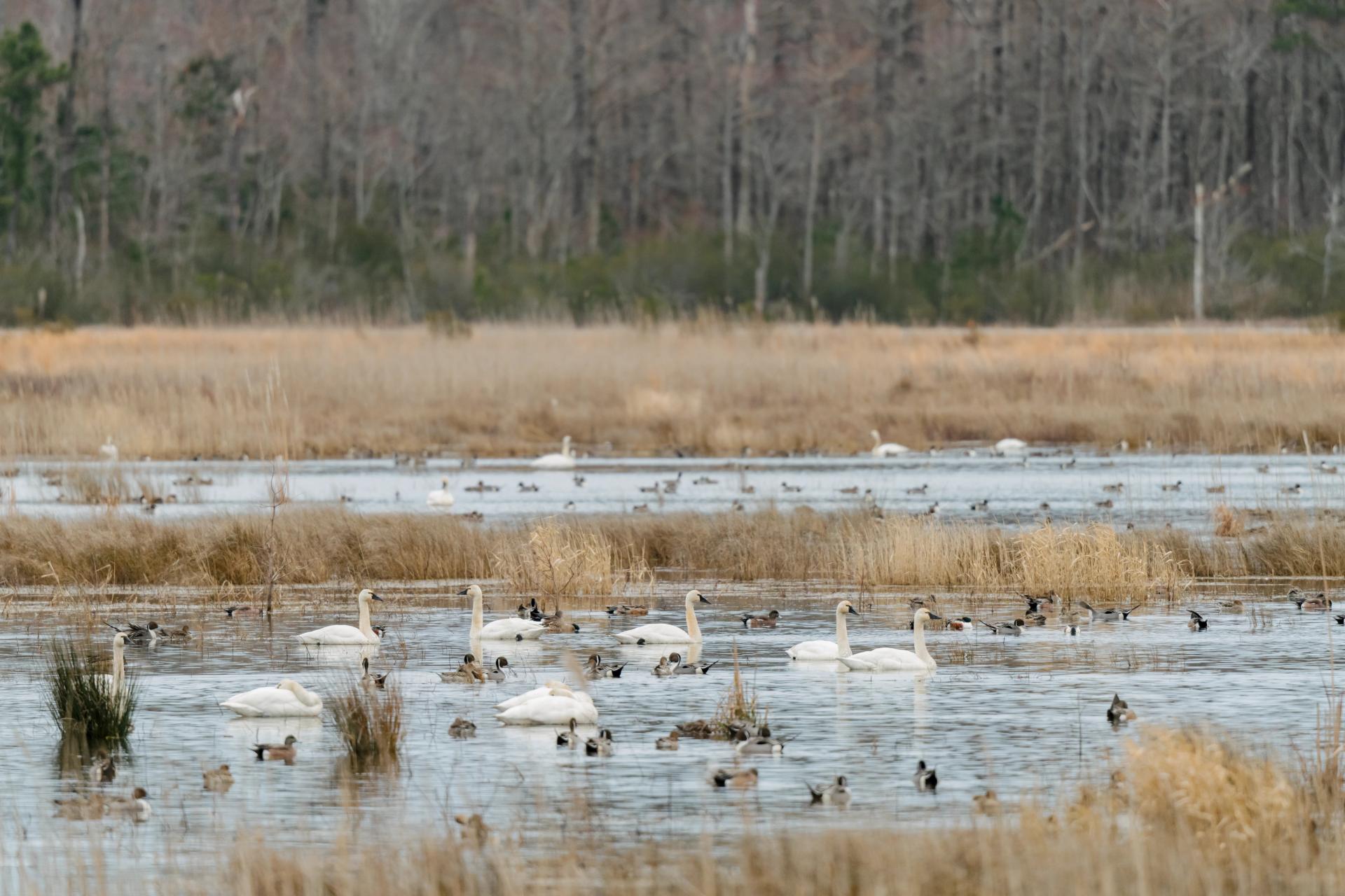 Birding, Kayaking, Fishing & Hunting at NC Wildlife Refuges